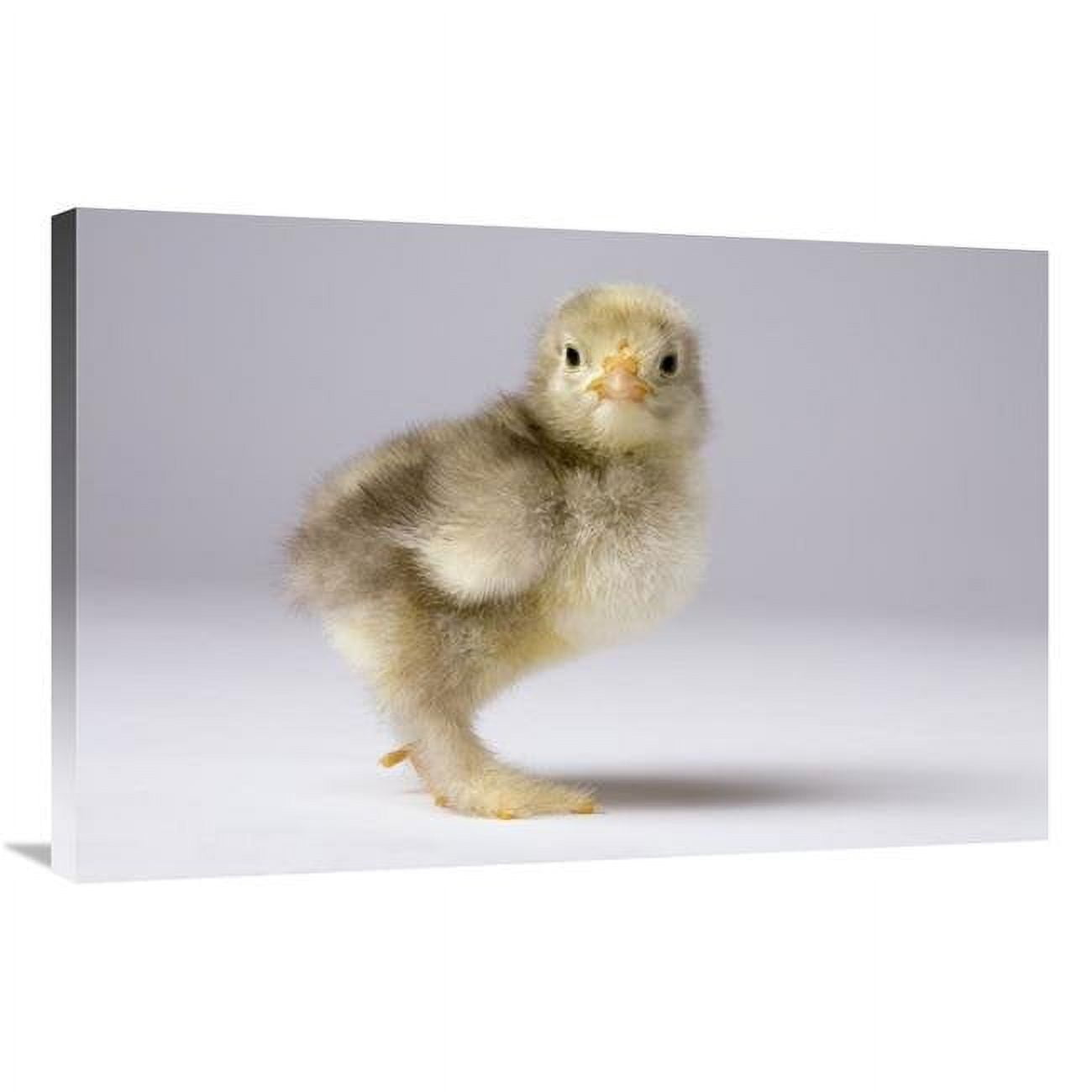 24 x 36 in. Domestic Chicken, Banty Morph, About One Week After ...