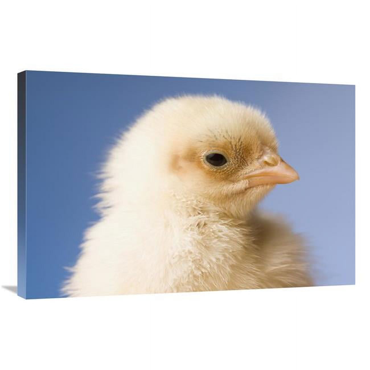 24 x 36 in. Domestic Chicken, Banty Morph, Hatchling Art Print ...