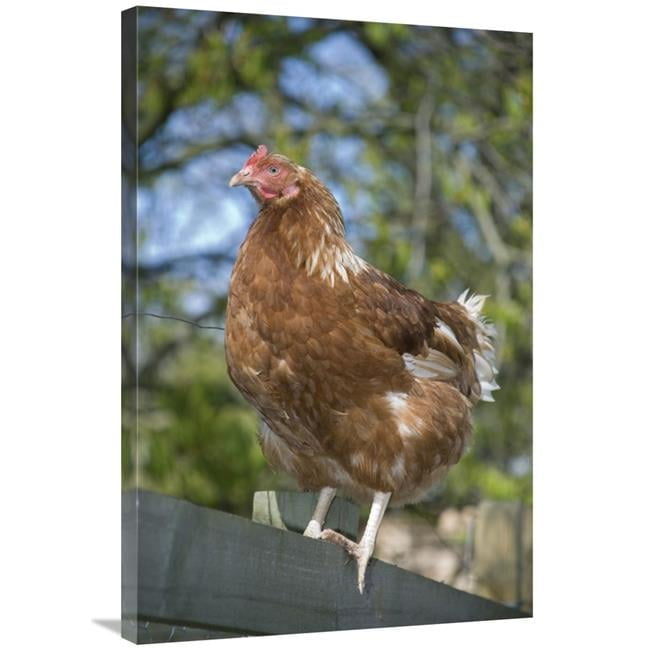 24 x 36 in. Domestic Chicken, Free-Range Hen, Standing on Fence, Kent ...