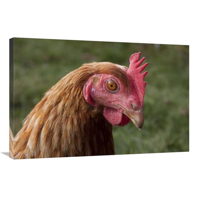 24 x 36 in. Domestic Chicken, Freerange Hen, Close-Up of Head, England ...
