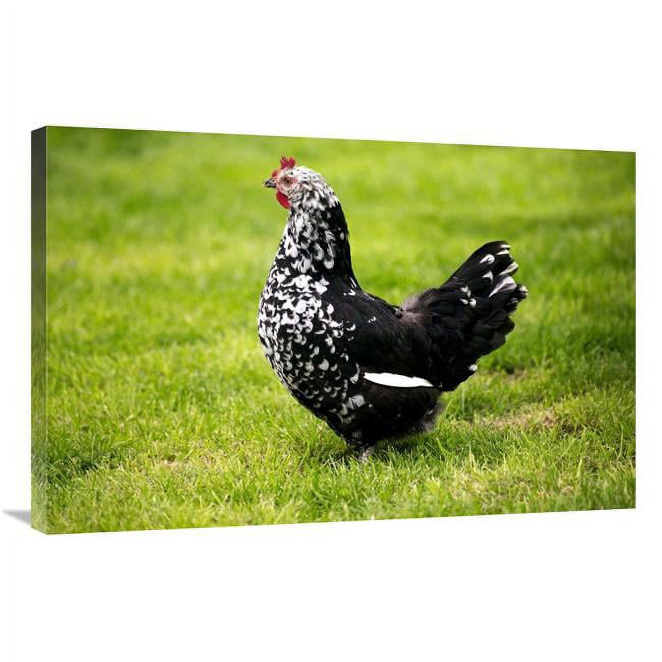 24 x 36 in. Domestic Chicken, Gournay Hen, Standing on Grass, Normandy ...