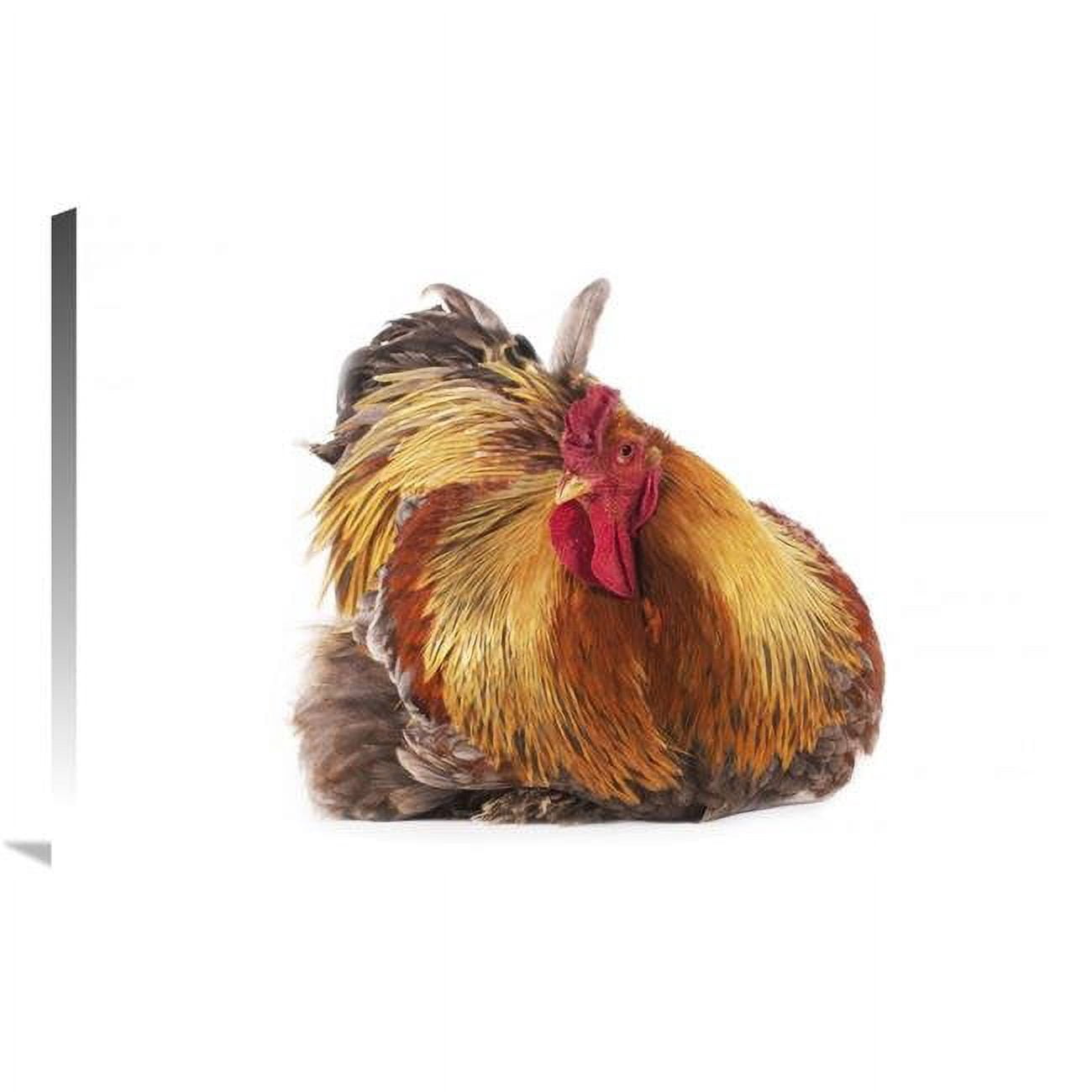 24 x 36 in. Domestic Chicken, Partridge Brahma, Cockerel, Sitting Art ...