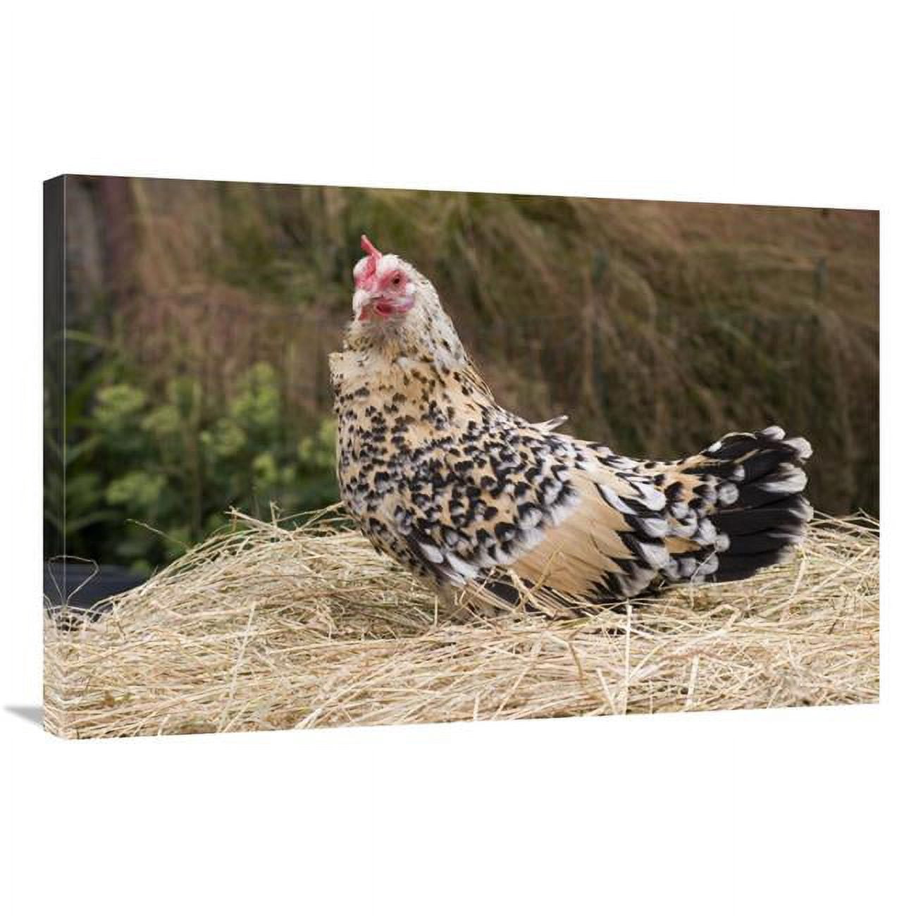 24 x 36 in. Domestic Chicken, Sable Poot, Lemon Mill Fleur Hen Art ...