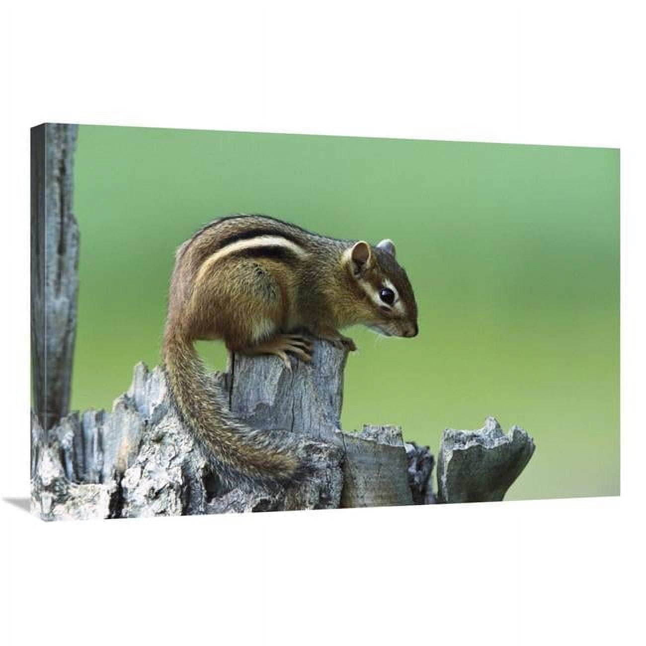 24 x 36 in. Eastern Chipmunk on Snag, North America Art Print - Konrad ...