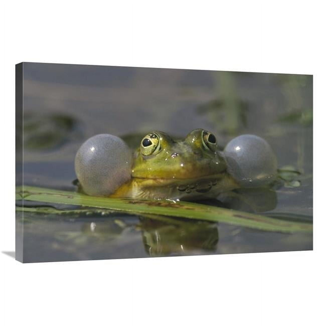 24 x 36 in. Edible Frog Croaking in Pond, Germany Art Print - Konrad ...