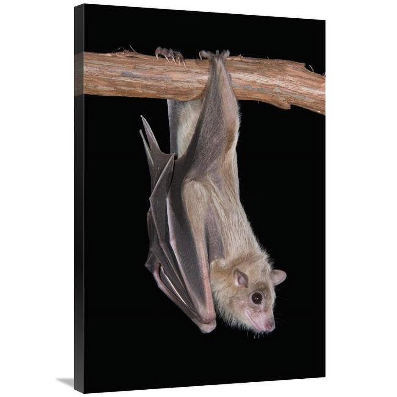 24 x 36 in. Egyptian Fruit Bat Roosting, Michigan Art Print - Steve ...