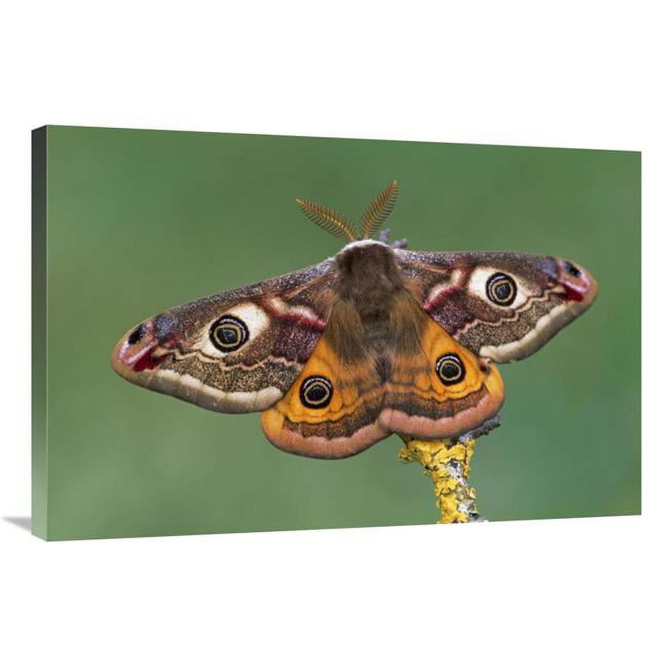 24 x 36 in. Emperor Moth, Switzerland Art Print - Thomas Marent ...
