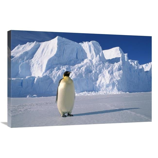 24 x 36 in. Emperor Penguin, Auster Ep Rookery, Antarctica Art Print - Pete Oxford - Walmart.com