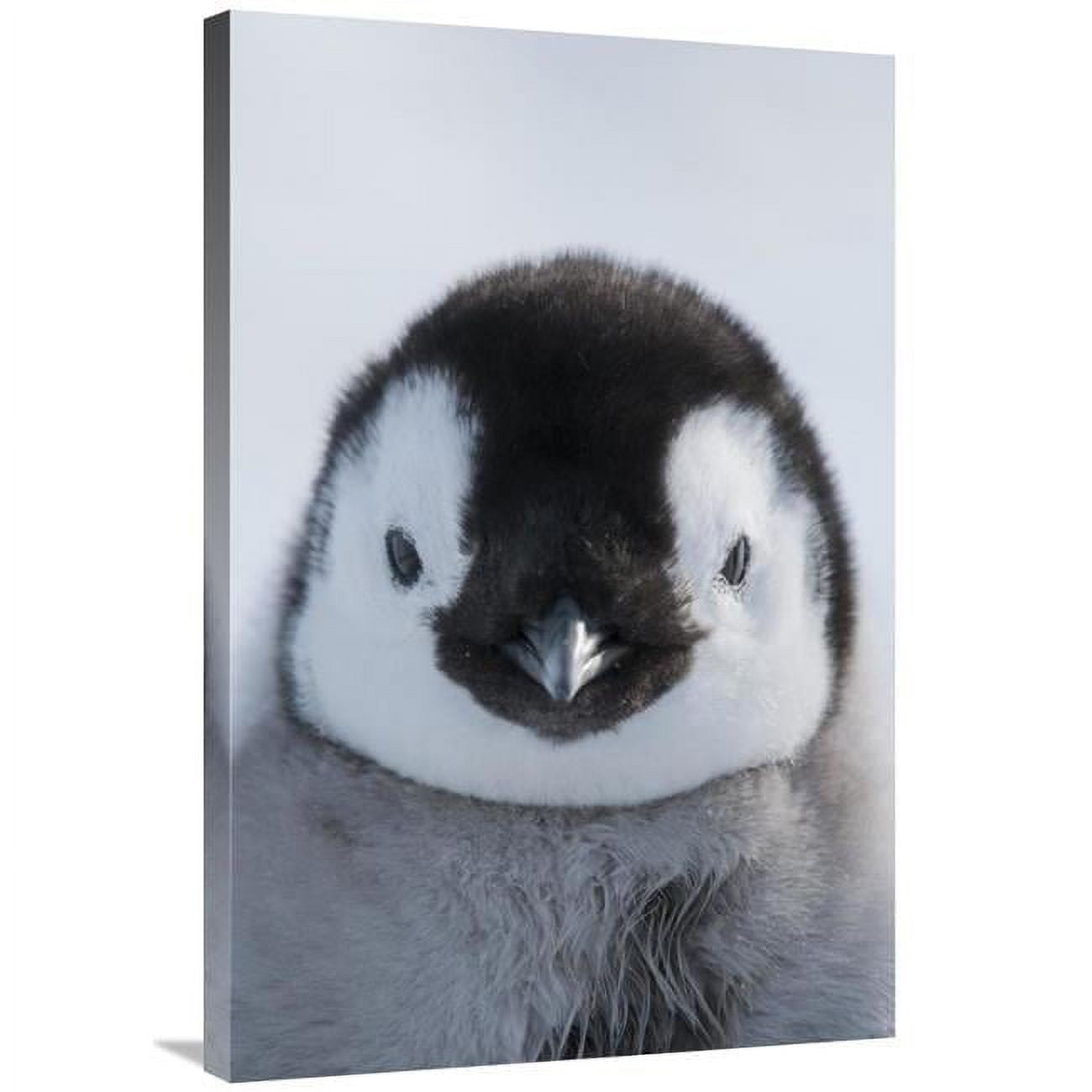 24 x 36 in. Emperor Penguin Chick, Prydz Bay, Eastern Antarctica Art ...