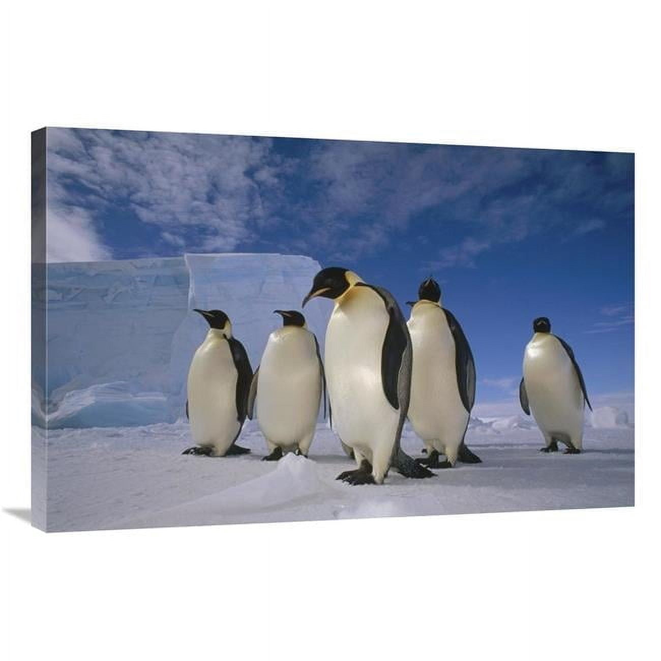 24 x 36 in. Emperor Penguin Group, Near Ekstrom Ice Shelf, Weddell Sea ...