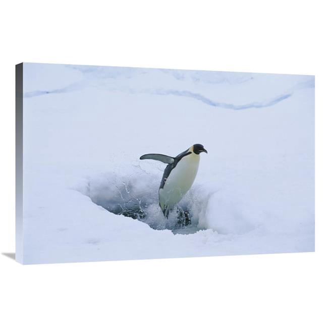24 x 36 in. Emperor Penguin Leaping From Seal Breathing Hole in Ice ...
