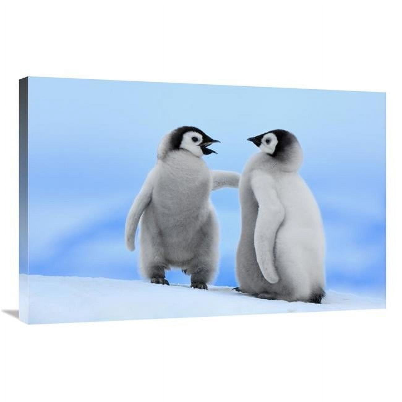 24 x 36 in. Emperor Penguin Pair, Snow Hill Island, Antarctica Art ...