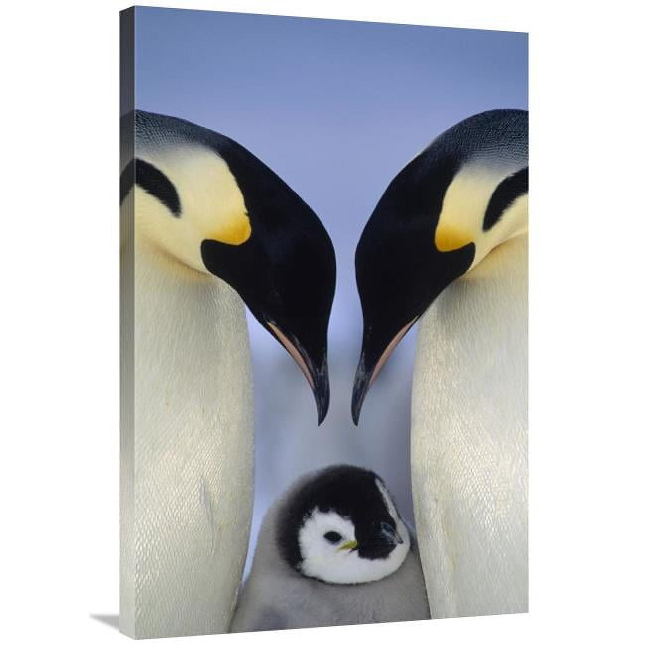 24 x 36 in. Emperor Penguin Parents Greeting Chick, Atka Bay, Princess ...
