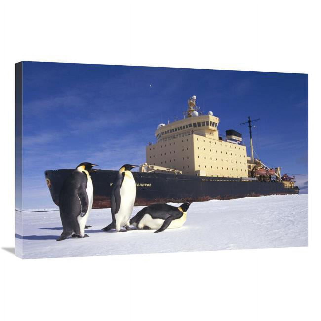 24 x 36 in. Emperor Penguin Trio & Russian Icebreaker Parked in Fast ...
