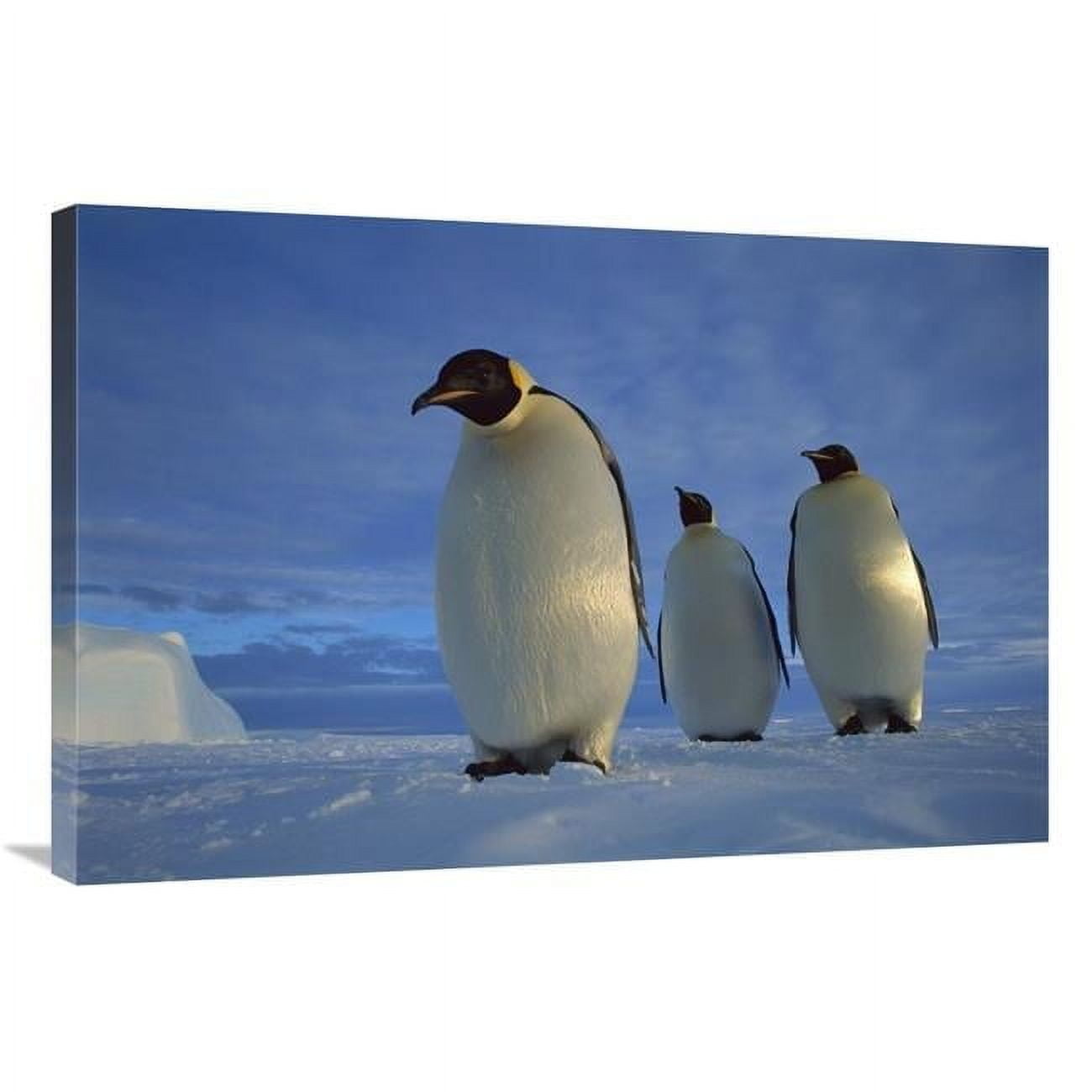 24 x 36 in. Emperor Penguin Trio on Sea Ice in Midnight Twilight ...