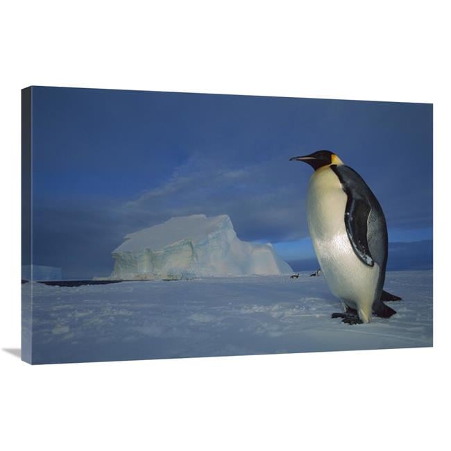 24 x 36 in. Emperor Penguin on Sea Ice in Midnight Twilight, Ekstrom ...