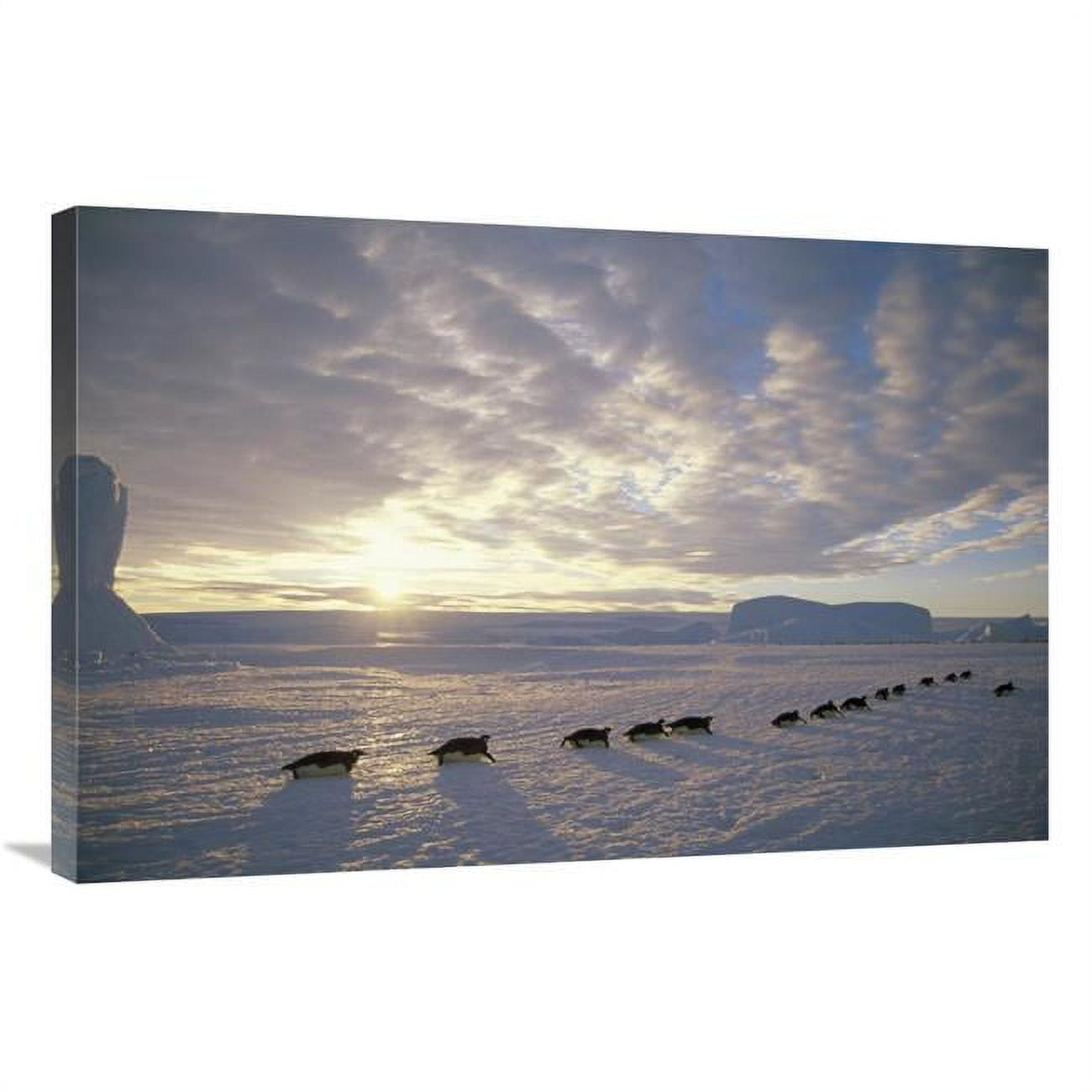 24 x 36 in. Emperor Penguins Tobogganing to Rookery, Edward VIii Gulf ...