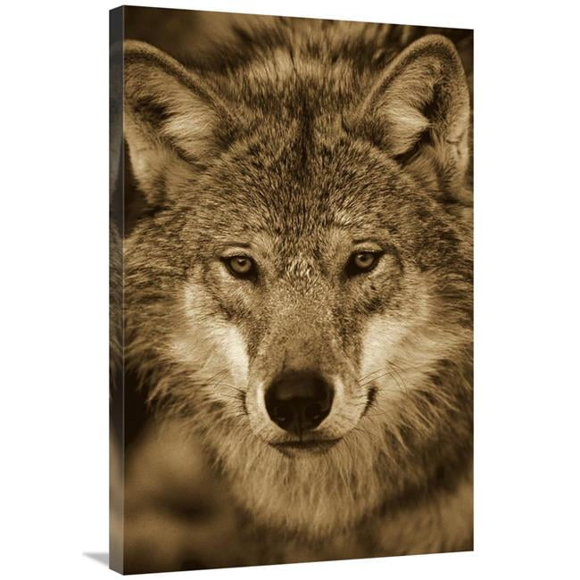 24 x 36 in. European Wolf Portrait, Sweden - Sepia Art Print - Konrad ...