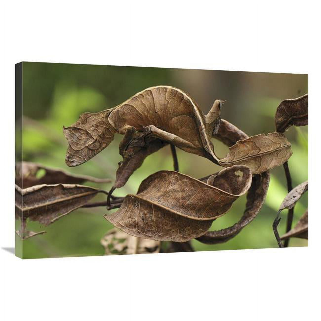 24 x 36 in. Fantastic Leaf-Tail Gecko Mimicking Leaves, Andasibe ...