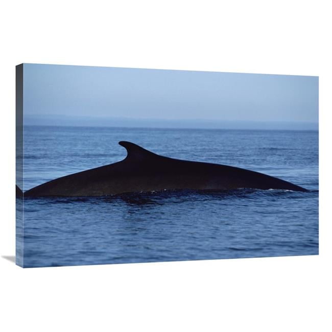 24 x 36 in. Fin Whale Silhouetted Dorsal Fin, Baja California, Mexico ...