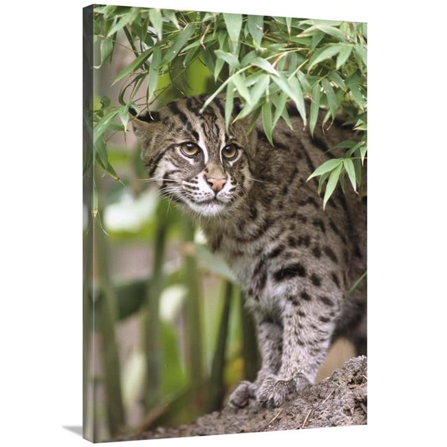 24 x 36 in. Fishing Cat Portrait, Native to Southeast Asia Art Print ...