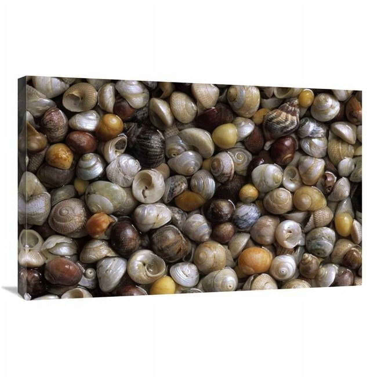 24 x 36 in. Flat Topshells, Common Northern Whelk & Common Periwinkle ...