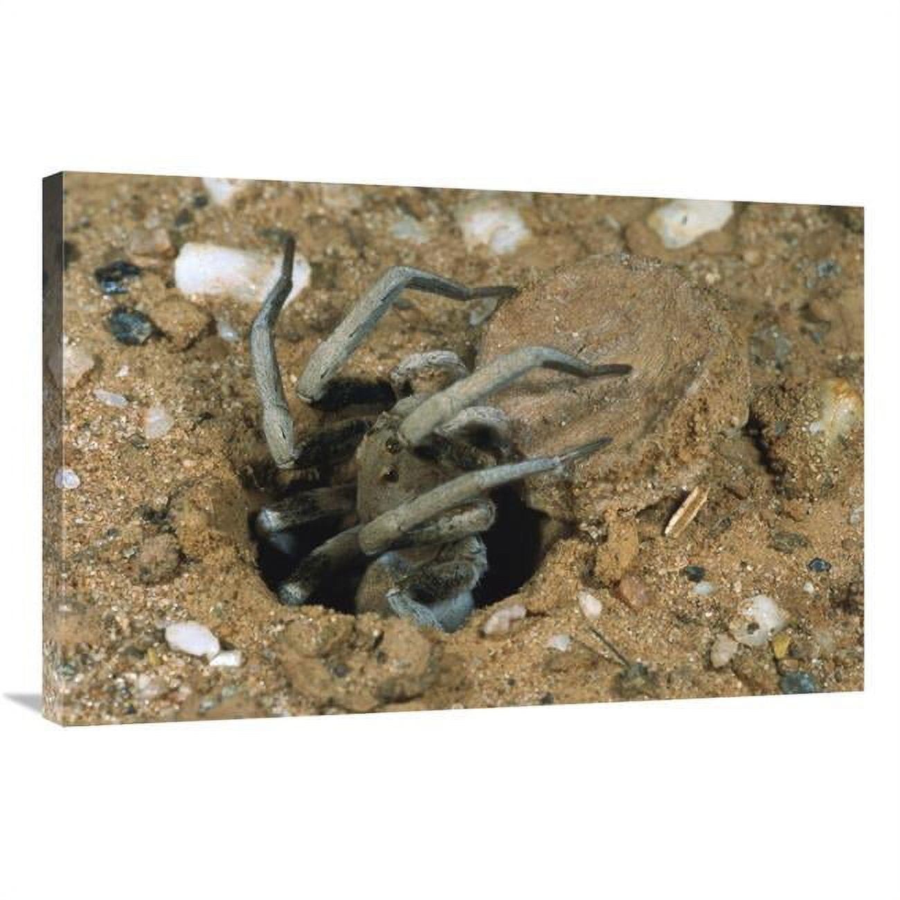 24 x 36 in. Forrests Wolf Spider Emerging From Its Burrow Near Mt Dimer ...