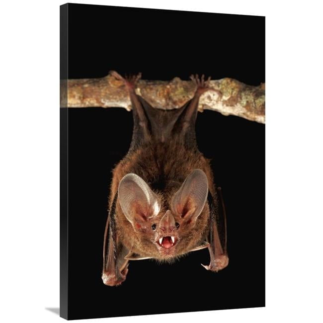 24 x 36 in. Fringe-Lipped Bat Roosting & Calling, Smithsonian Tropical ...