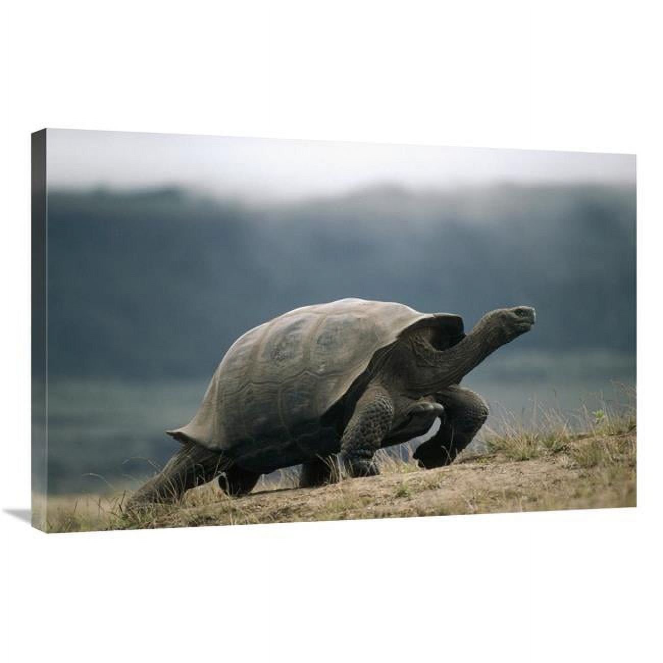 24 x 36 in. Galapagos Giant Tortoise Male, Alcedo Volcano, Galapagos ...