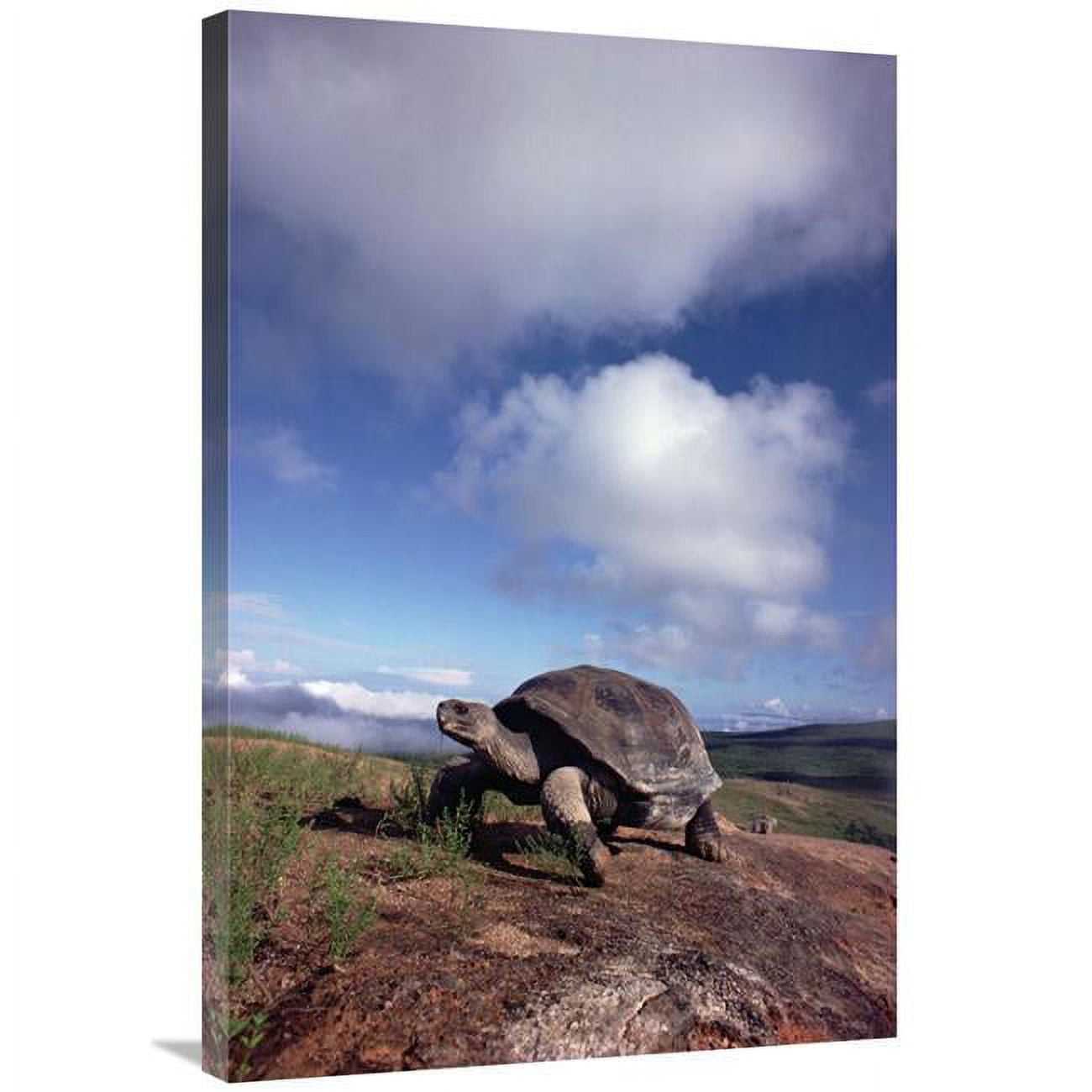 24 x 36 in. Galapagos Tortoise on Caldera Rim, Alcedo Volcano, Isabella ...