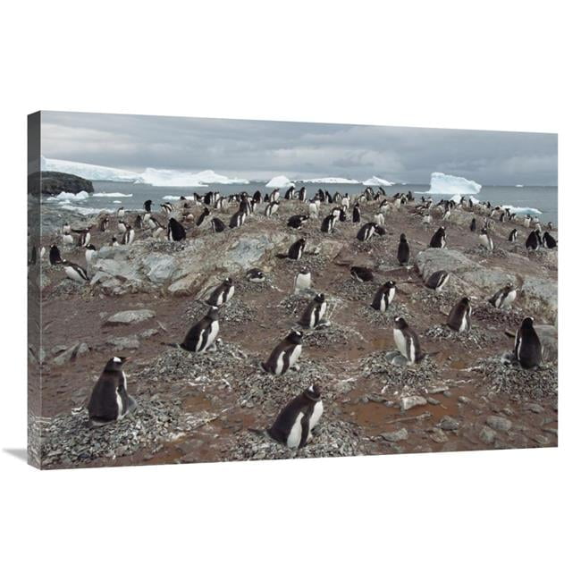 24 x 36 in. Gentoo Penguin Nesting Colony, Port Lockroy, Wiencke Island ...