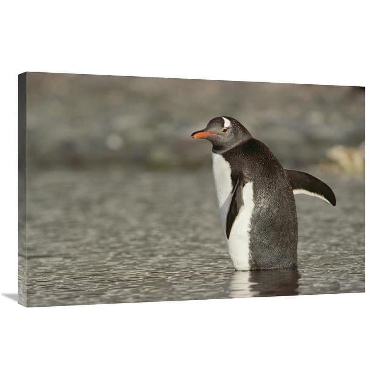 24 x 36 in. Gentoo Penguin Wading, Half Moon Island, Antarctica Art ...