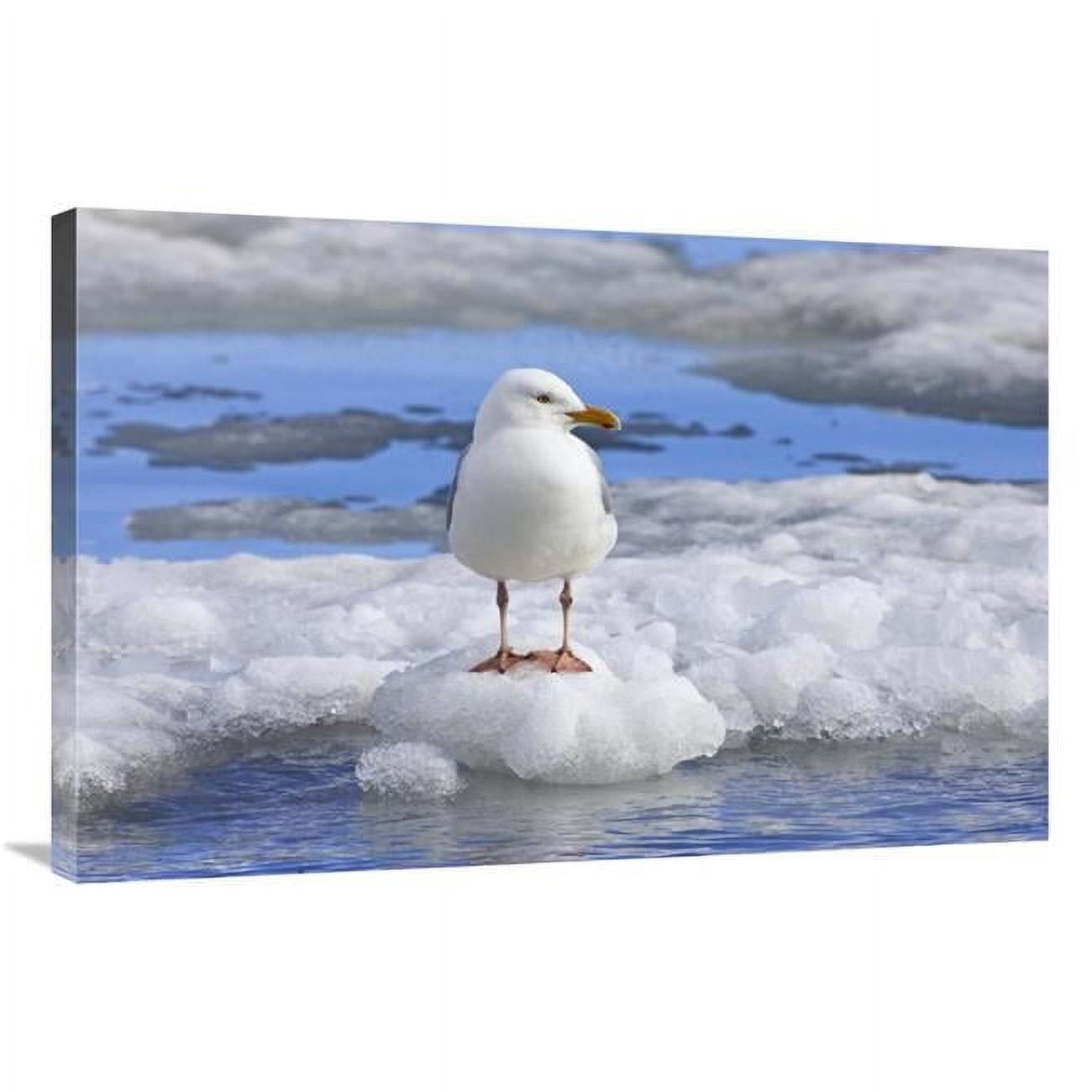 24 x 36 in. Glaucous Gull on Ice Floe, Spitsbergen, Norway Art Print ...