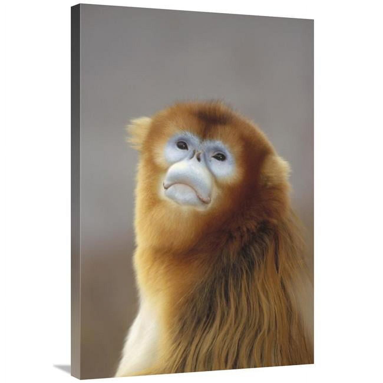 24 x 36 in. Golden Snub-Nosed Monkey, Wildlife Safari Park, Beijing ...