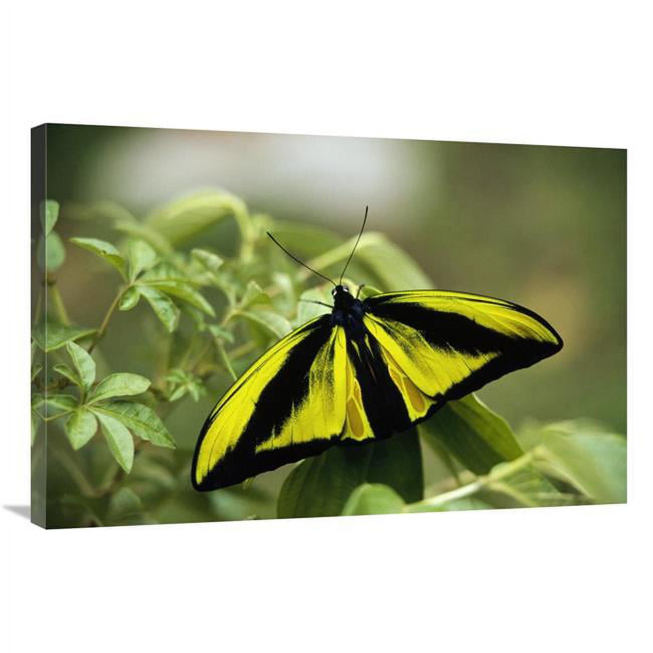 24 x 36 in. Goliath Birdwing Butterfly Male, Rare Species, Irian Jaya ...