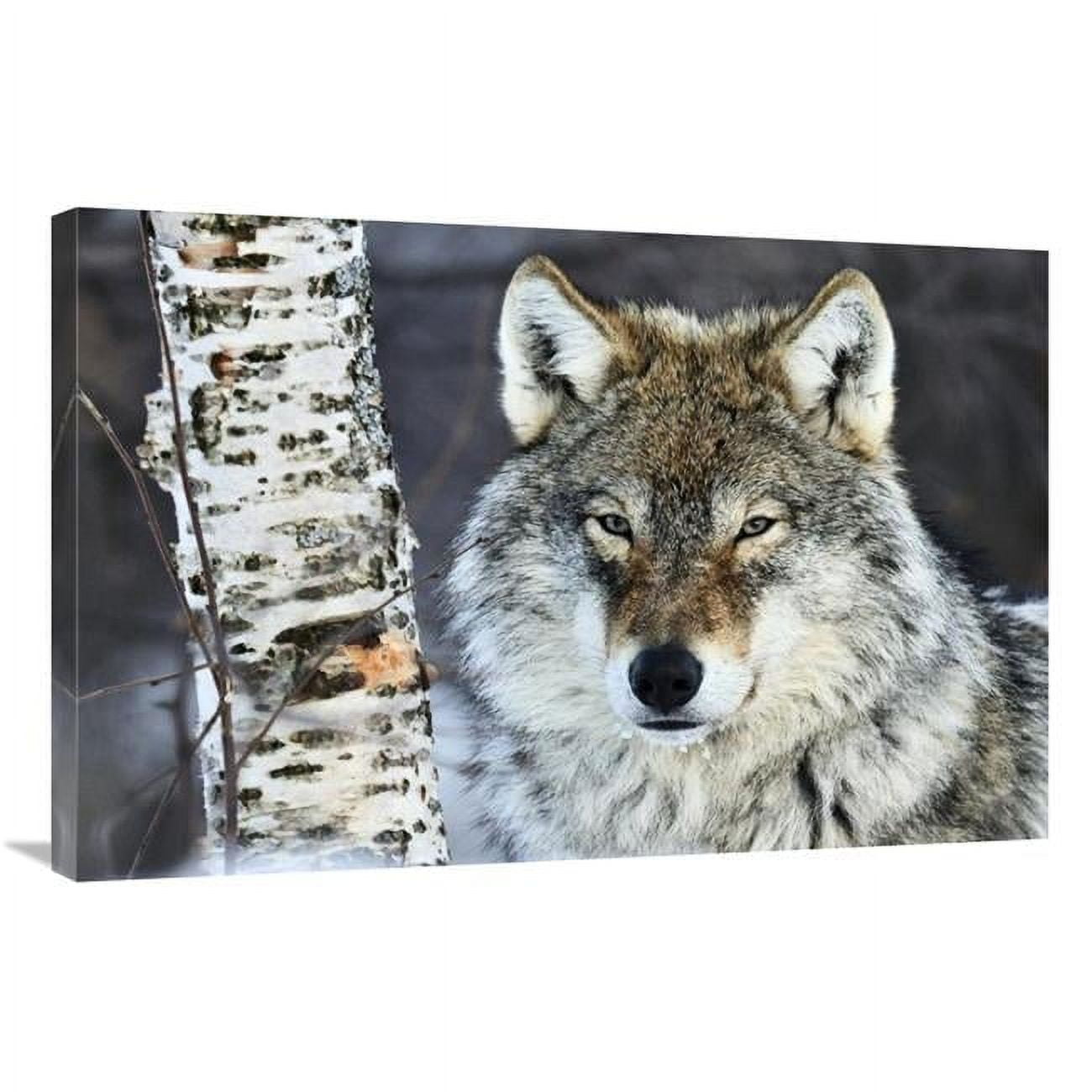 24 x 36 in. Gray Wolf Portrait, Norway Art Print - Jasper Doest ...