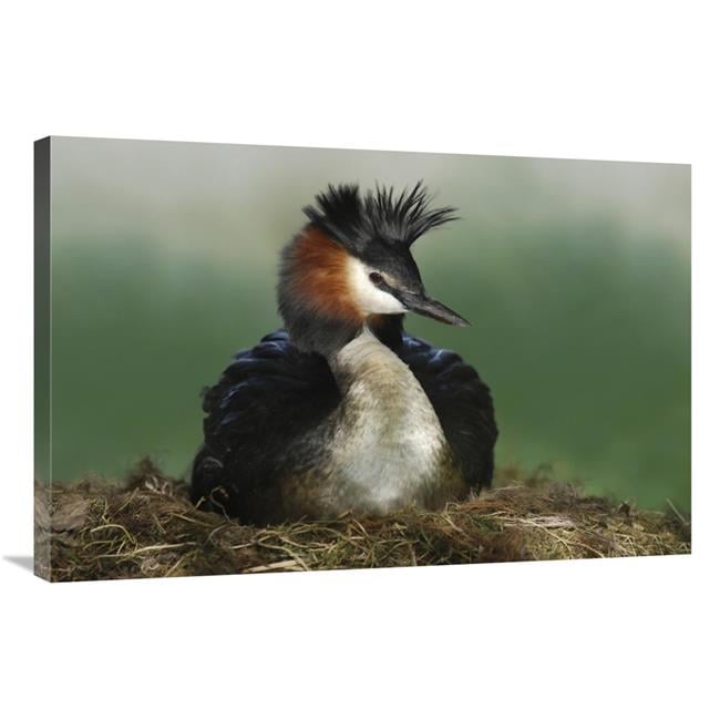 24 x 36 in. Great Crested Grebe on Nest, Lake Alexandrina, New Zealand ...