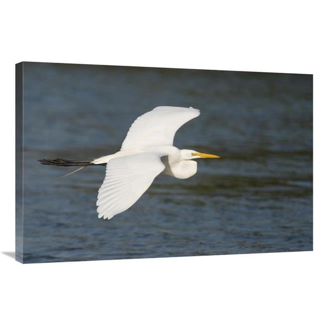 24 x 36 in. Great Egret Flying, Fort Myers Beach, Florida Art Print ...