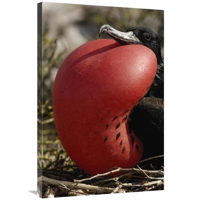 24 x 36 in. Great Frigatebird Male with Extended Gular Pouch, Galapagos ...