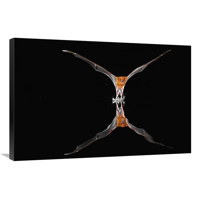 24 x 36 in. Greater Bulldog Bat Fishing, Smithsonian Tropical Research ...