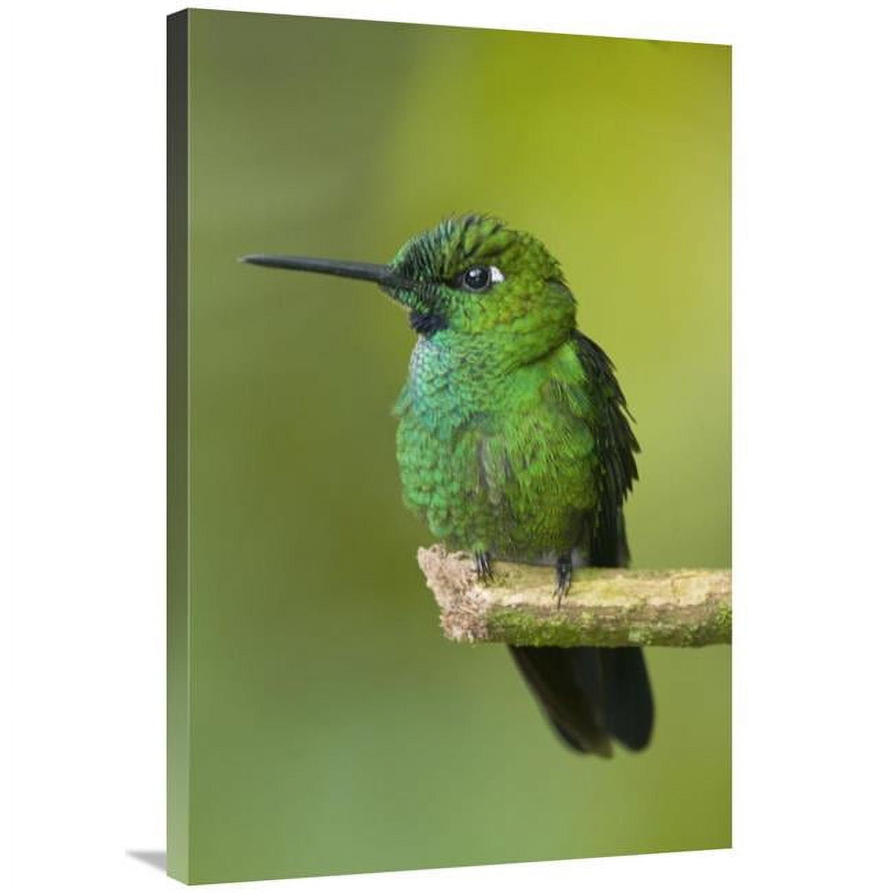 24 x 36 in. Green-Crowned Brilliant Hummingbird, Ecuador Art Print ...