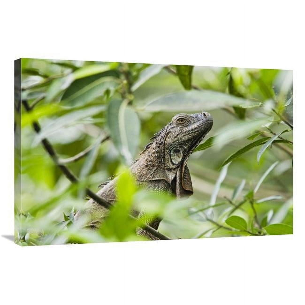 24 x 36 in. Green Iguana in Lowland Rainforest, Costa Rica Art Print ...