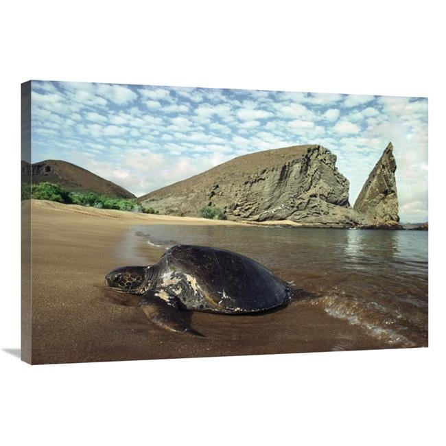 24 x 36 in. Green Sea Turtle, Bartolome Island, Galapagos Islands ...