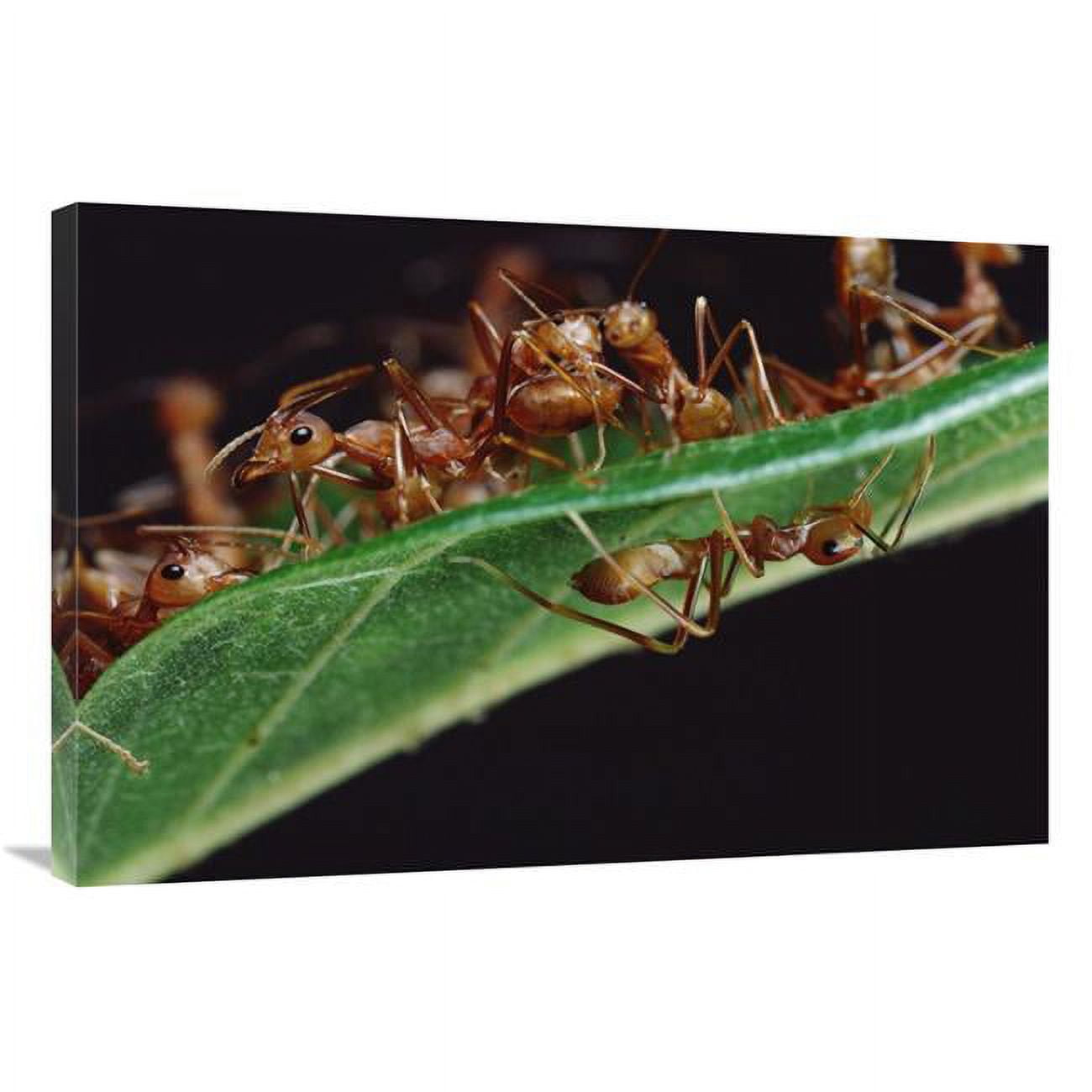 24 x 36 in. Green Tree Ants on Leaf with Ant-Mimicking Jumping Spider ...