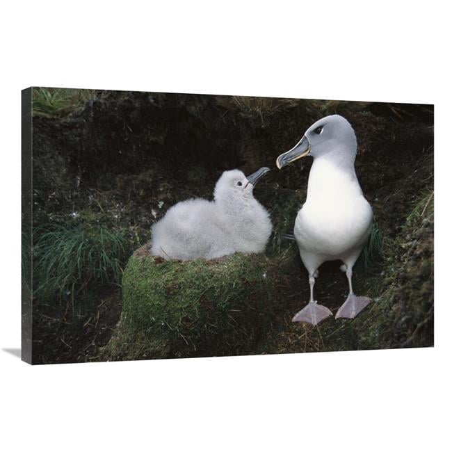 24 x 36 in. Grey-Headed Albatross Parent Greeting Chick, Campbell ...