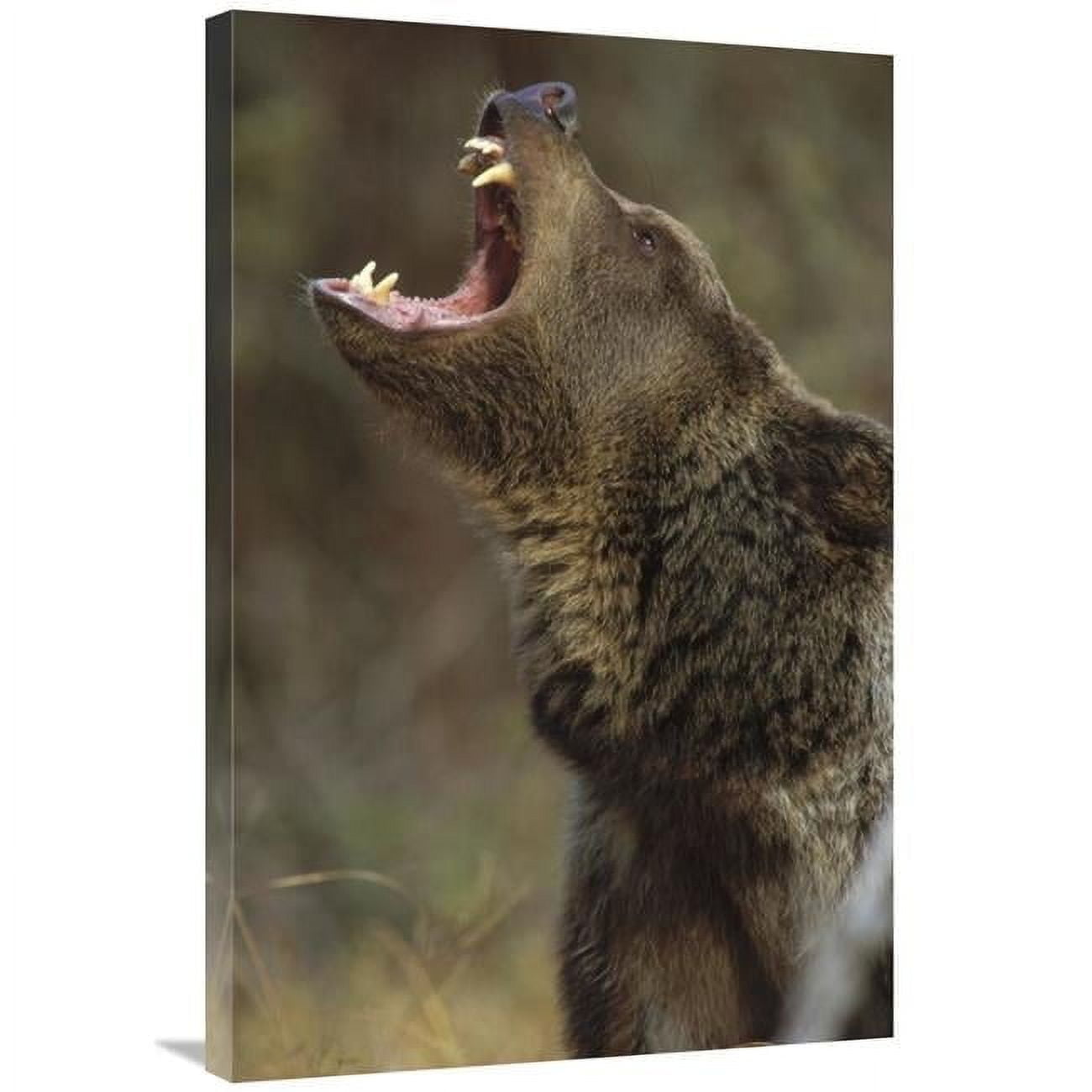 24 x 36 in. Grizzly Bear Calling, North America Art Print - Tim ...