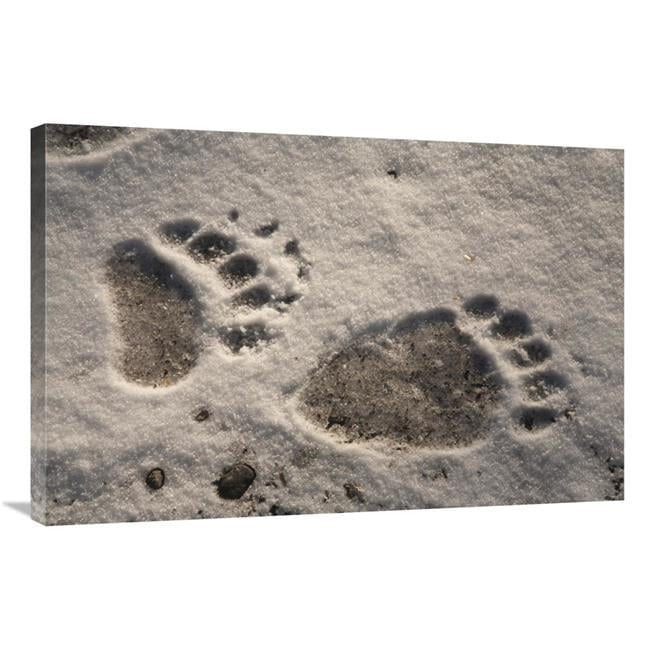 24 x 36 in. Grizzly Bear Front & Back Paw Prints, Katmai National Park ...