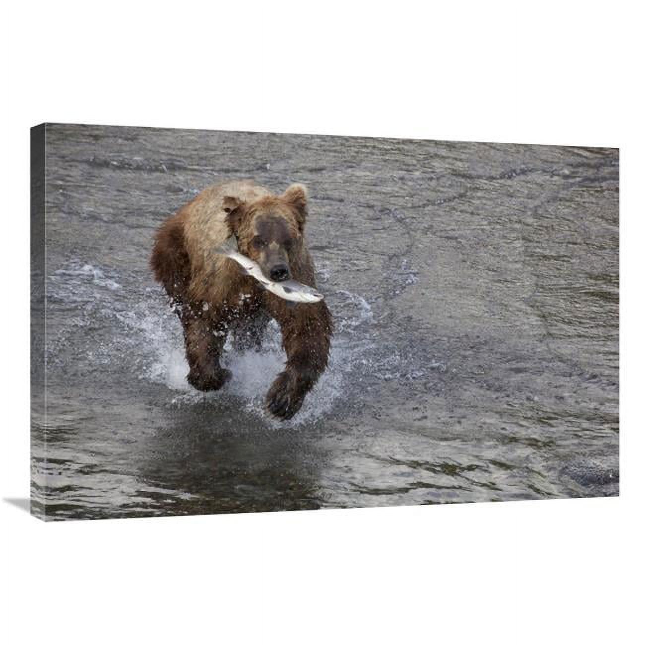 24 x 36 in. Grizzly Bear Young Male with Sockeye Salmon Prey Along ...