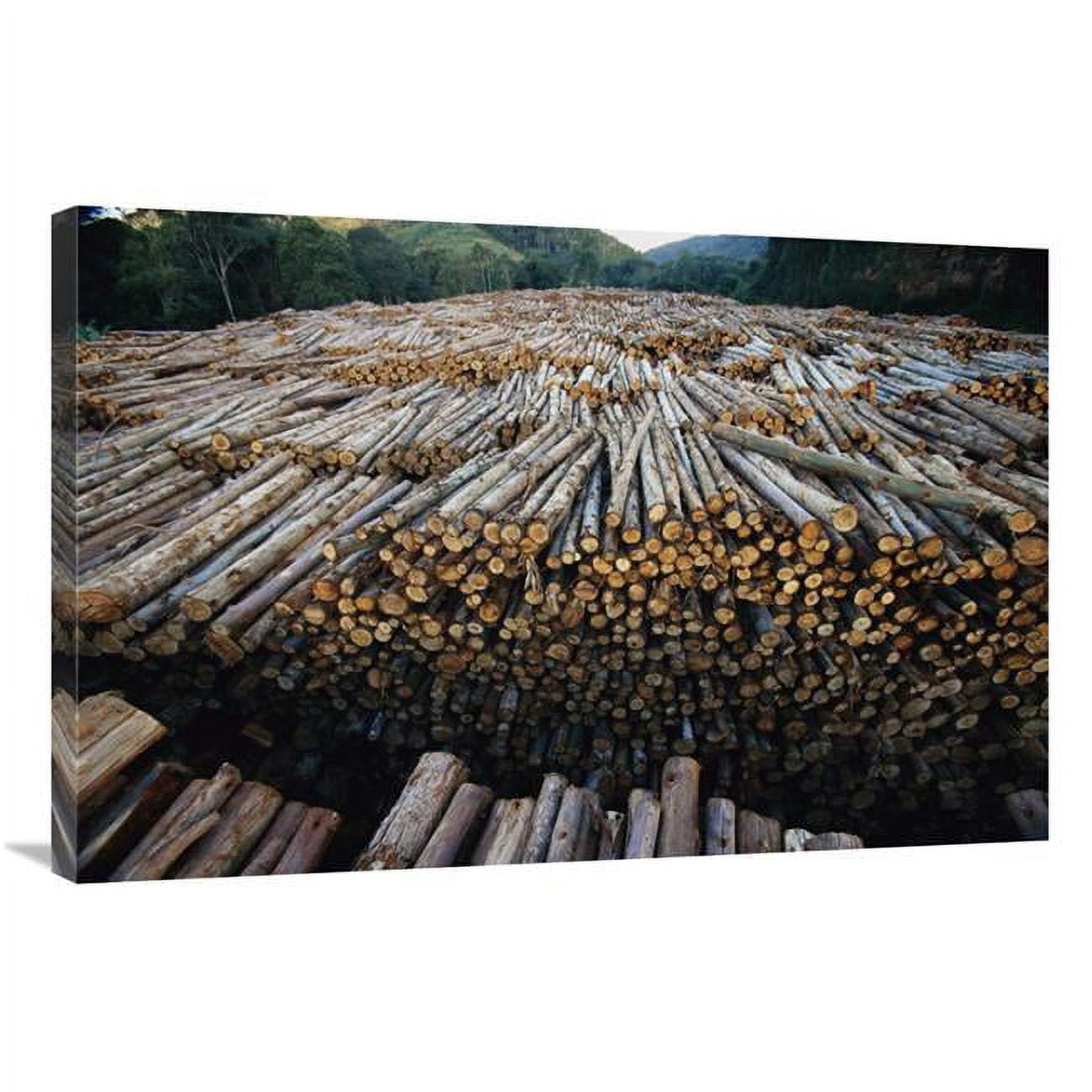 24 x 36 in. Gum Tree Lumber, the Worlds Biggest Source of Eucalyptus ...