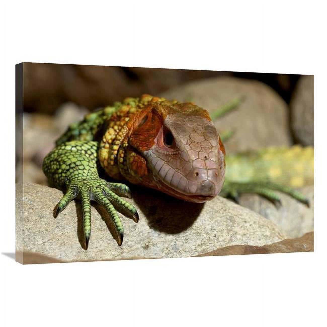 24 x 36 in. Guyana Caiman Lizard Portrait, Native to Guyana Art Print ...